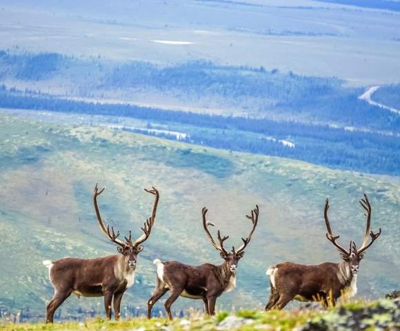 All Packages in Alaska | Flight Centre